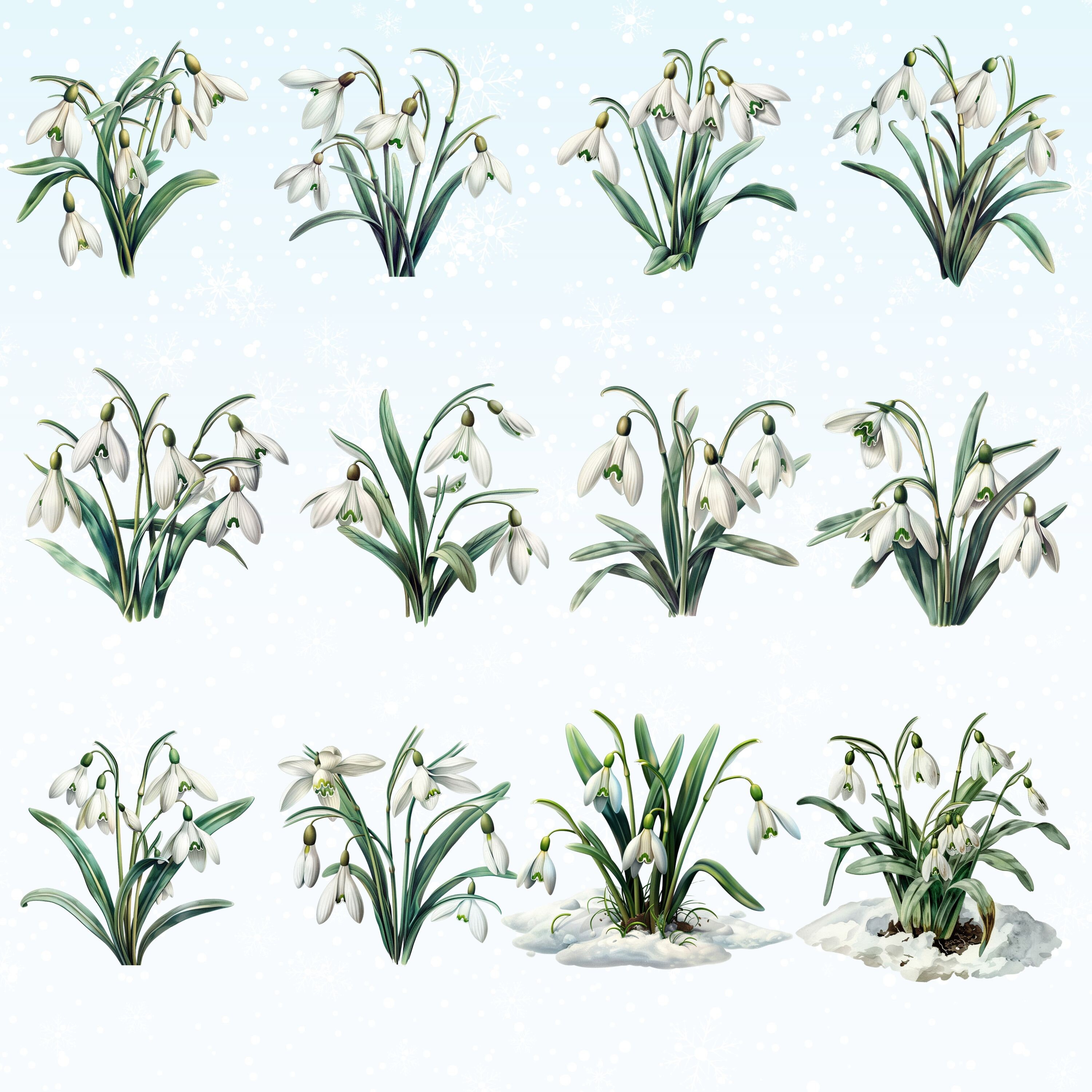 38 PNG Snowdrop Birthflower Clipart Bundle PNG, January Birth Flower ...
