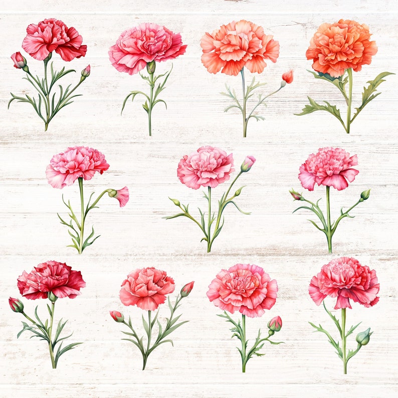 Carnation Watercolour Clip Art PNG, Carnation January Birth Month ...