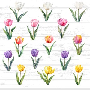 Watercolor Tulips Clip Art PNG, Tulip Clip Art Digital Downloads ...