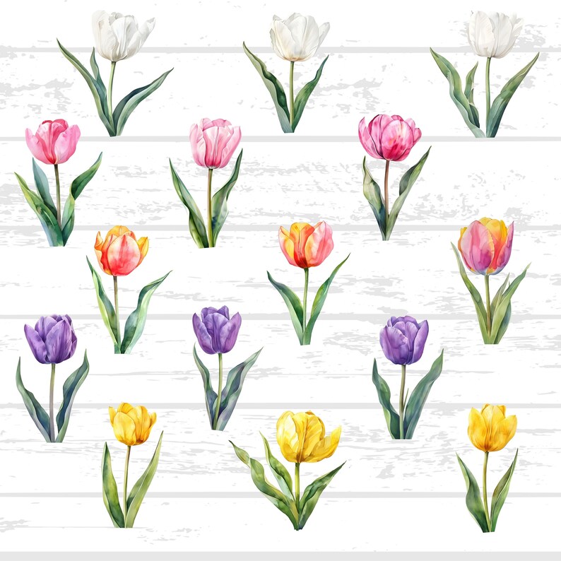 Watercolor Tulips Clip Art PNG, Tulip Clip Art Digital Downloads ...