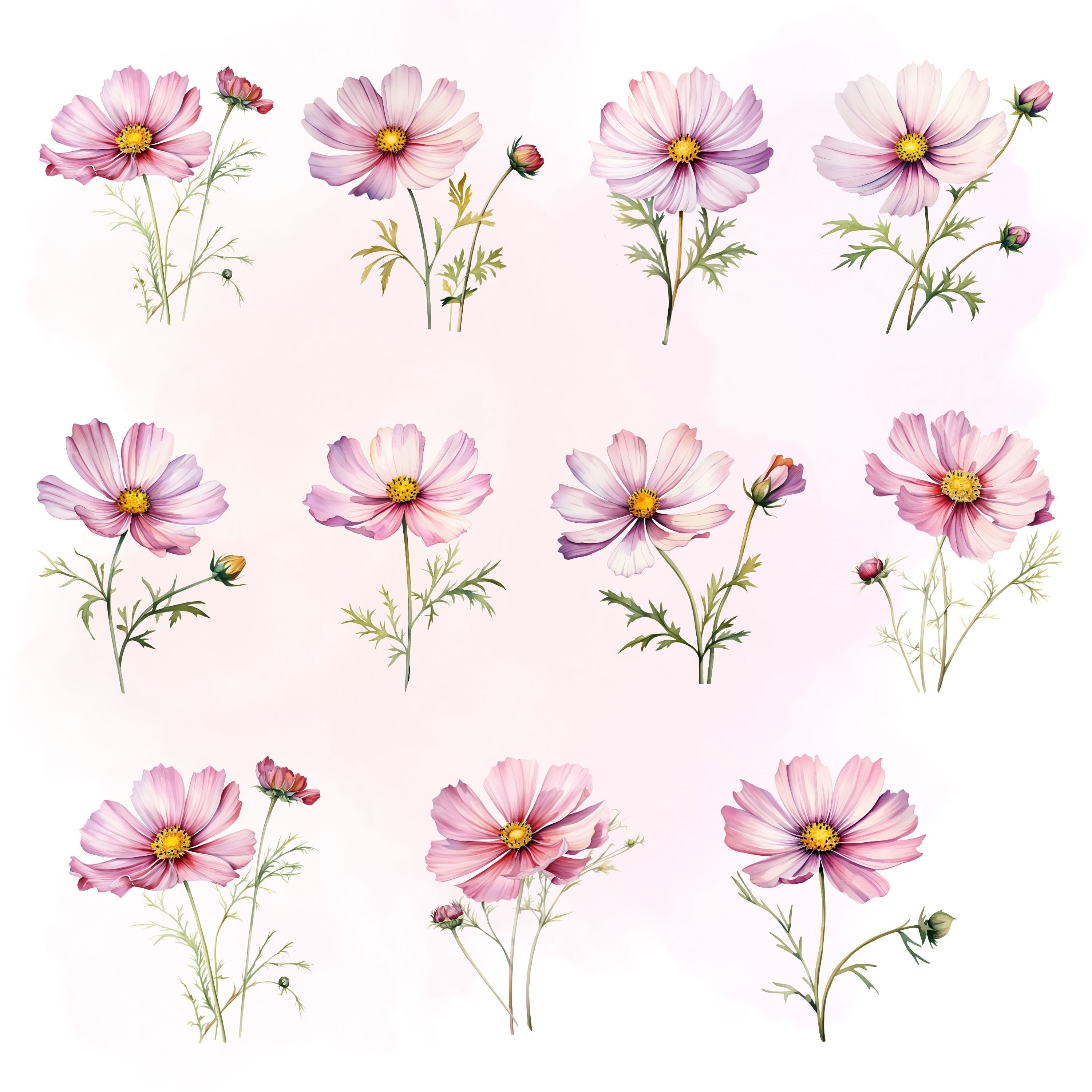 26 PNG Cosmos Birthflower Clipart Bundle, October Birth Flower ...
