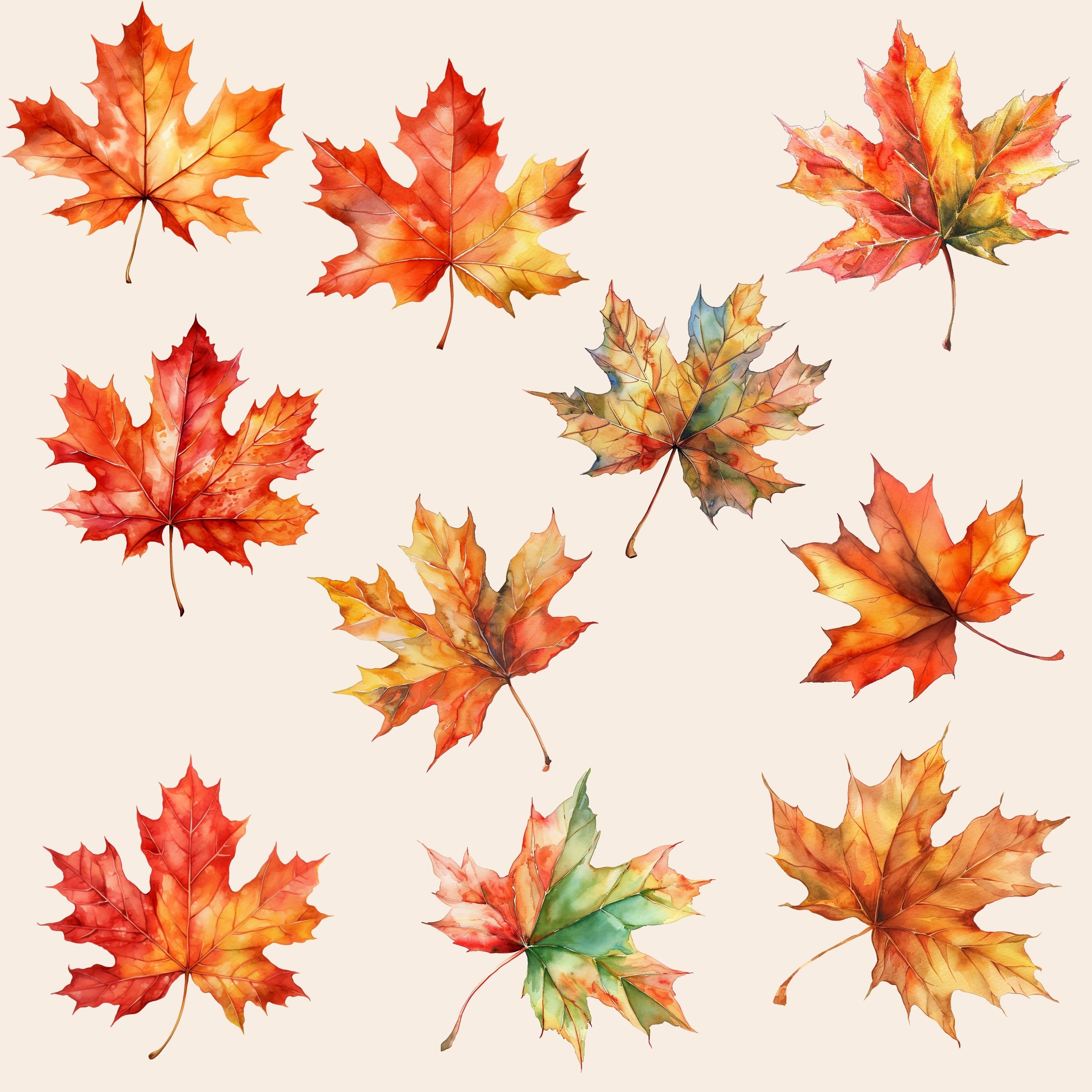 Watercolor Maple Leaves Clipart: Autumn PNG Bundle (digital Download ...
