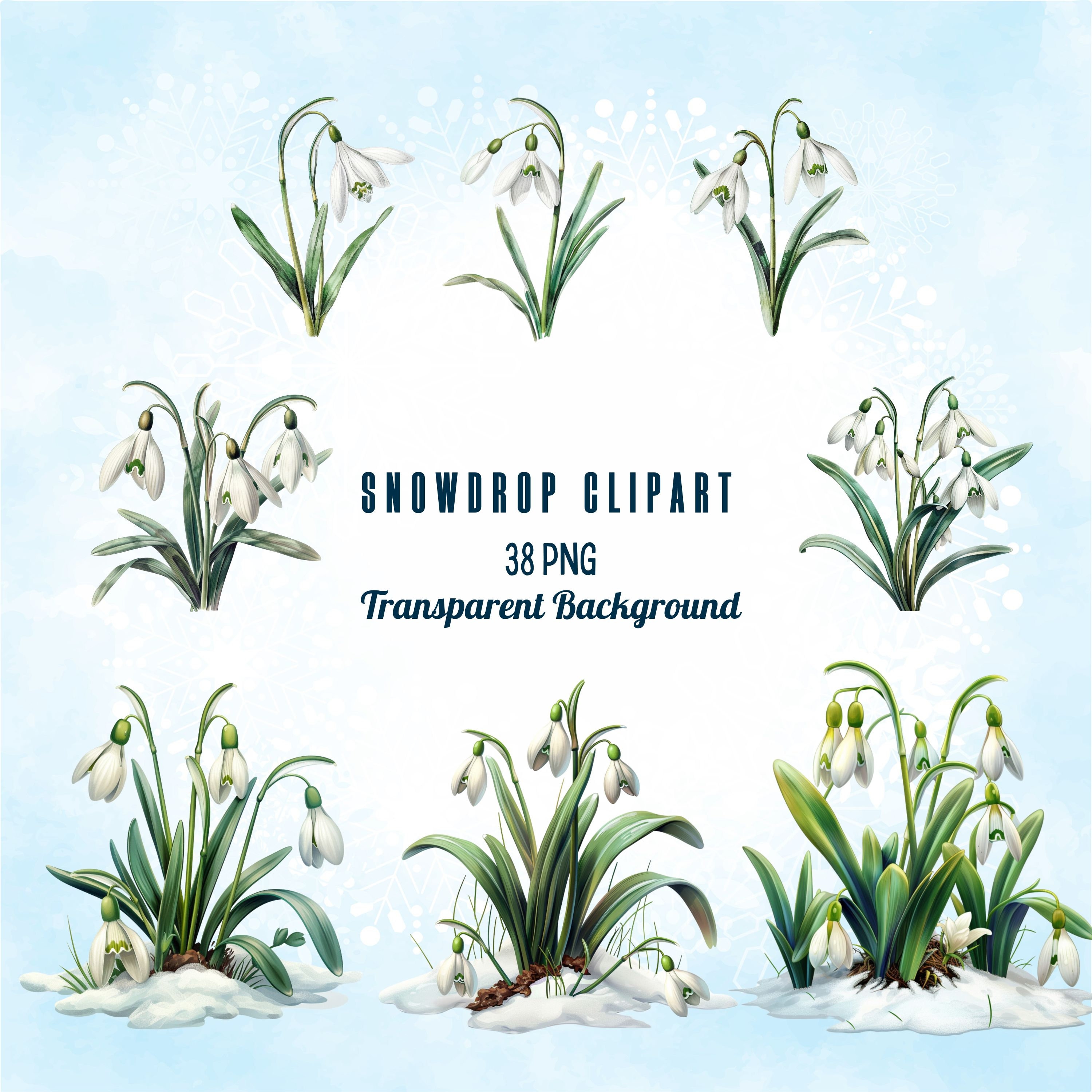 38 PNG Snowdrop Birthflower Clipart Bundle PNG, January Birth Flower ...