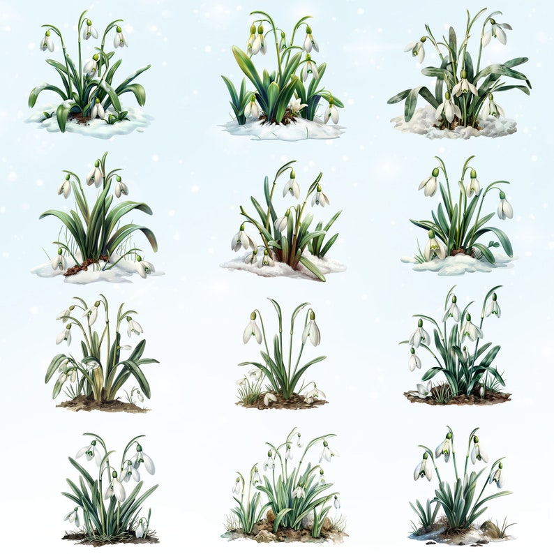 38 PNG Snowdrop Birthflower Clipart Bundle PNG, January Birth Flower ...