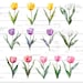 Watercolor Tulips Clip Art - PNG, Tulip Clip Art Digital Downloads ...