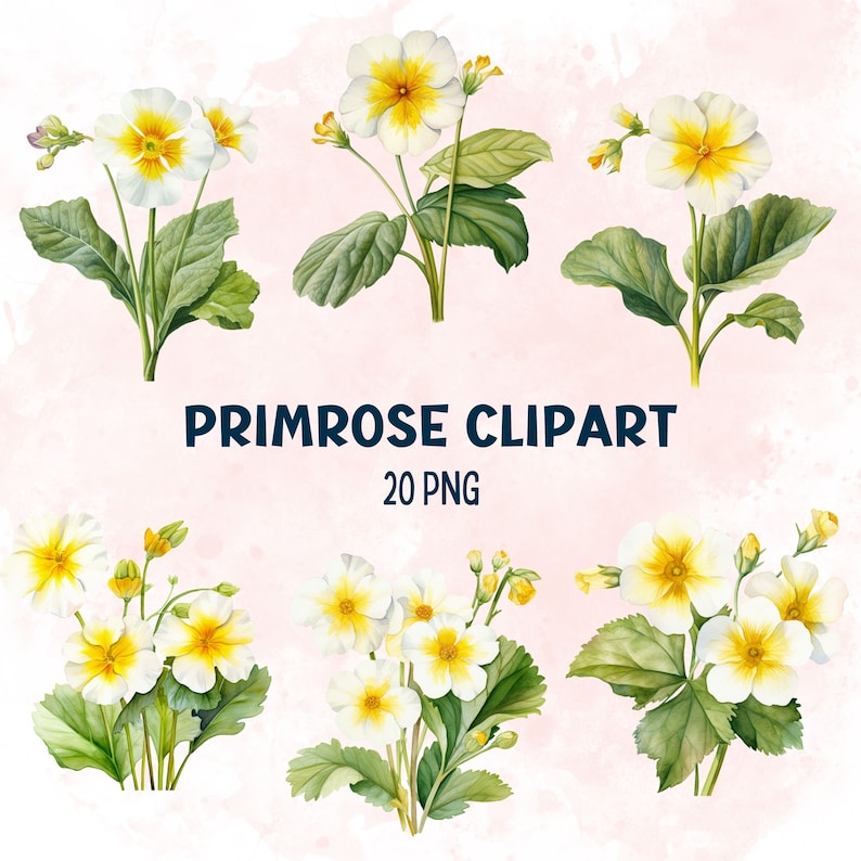 Watercolor Primrose Flower Clipart Set, Birth Flower February, Spring ...
