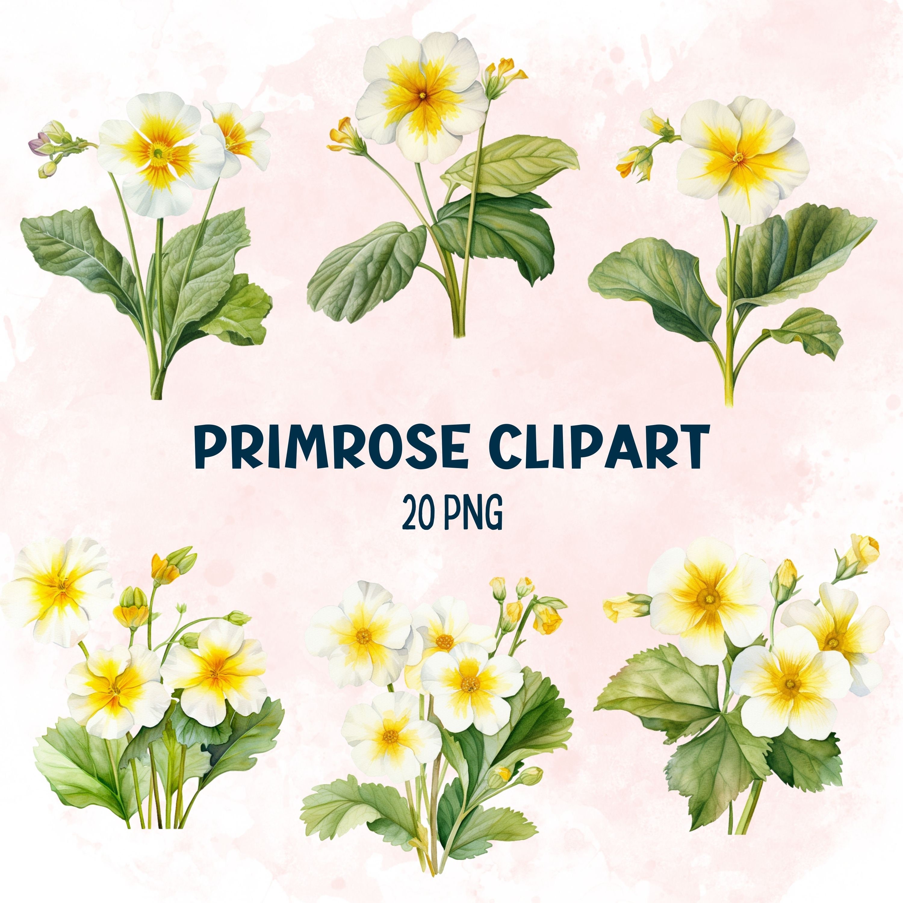 Watercolor Primrose Flower Clipart Set, Birth Flower February, Spring ...