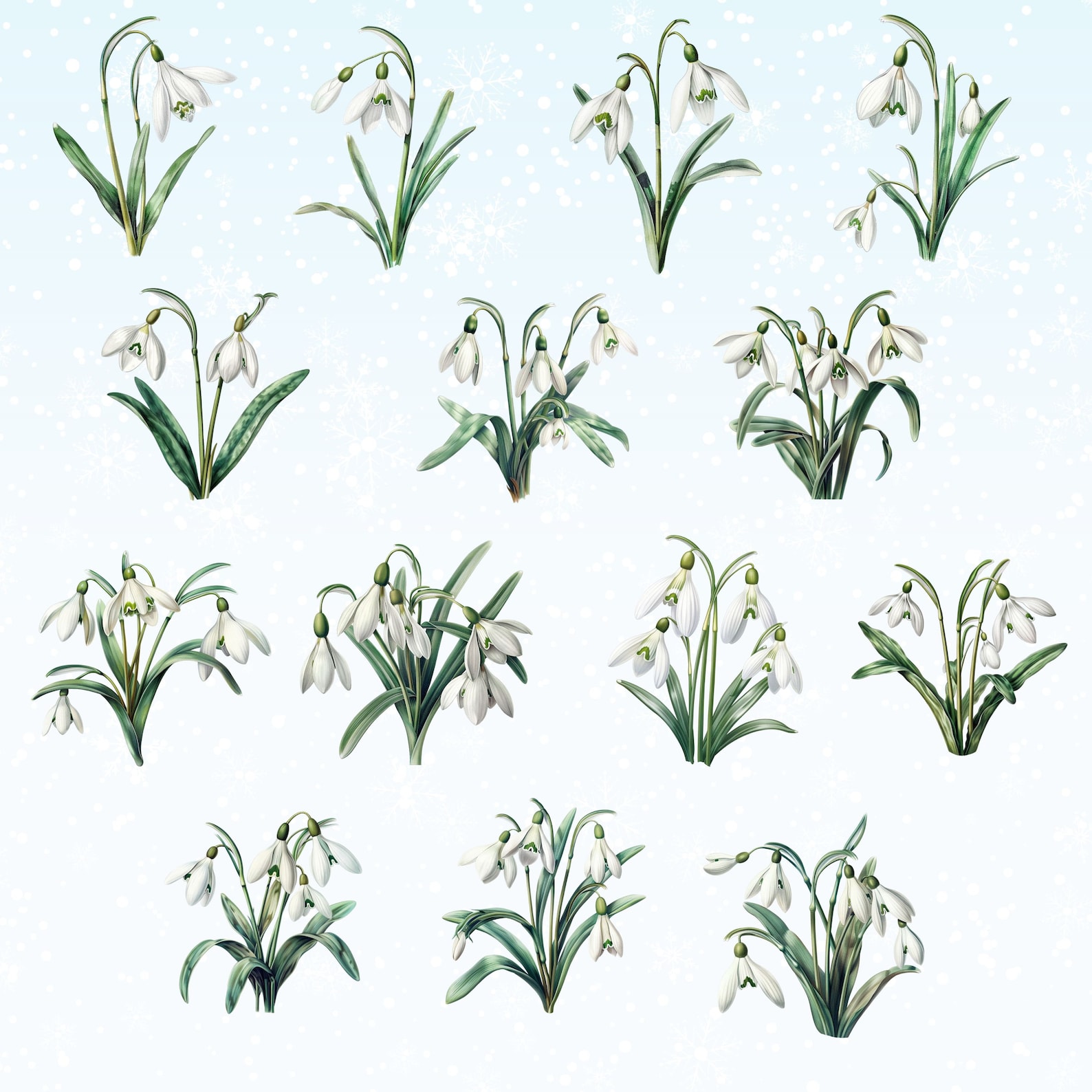 38 PNG Snowdrop Birthflower Clipart Bundle PNG, January Birth Flower ...