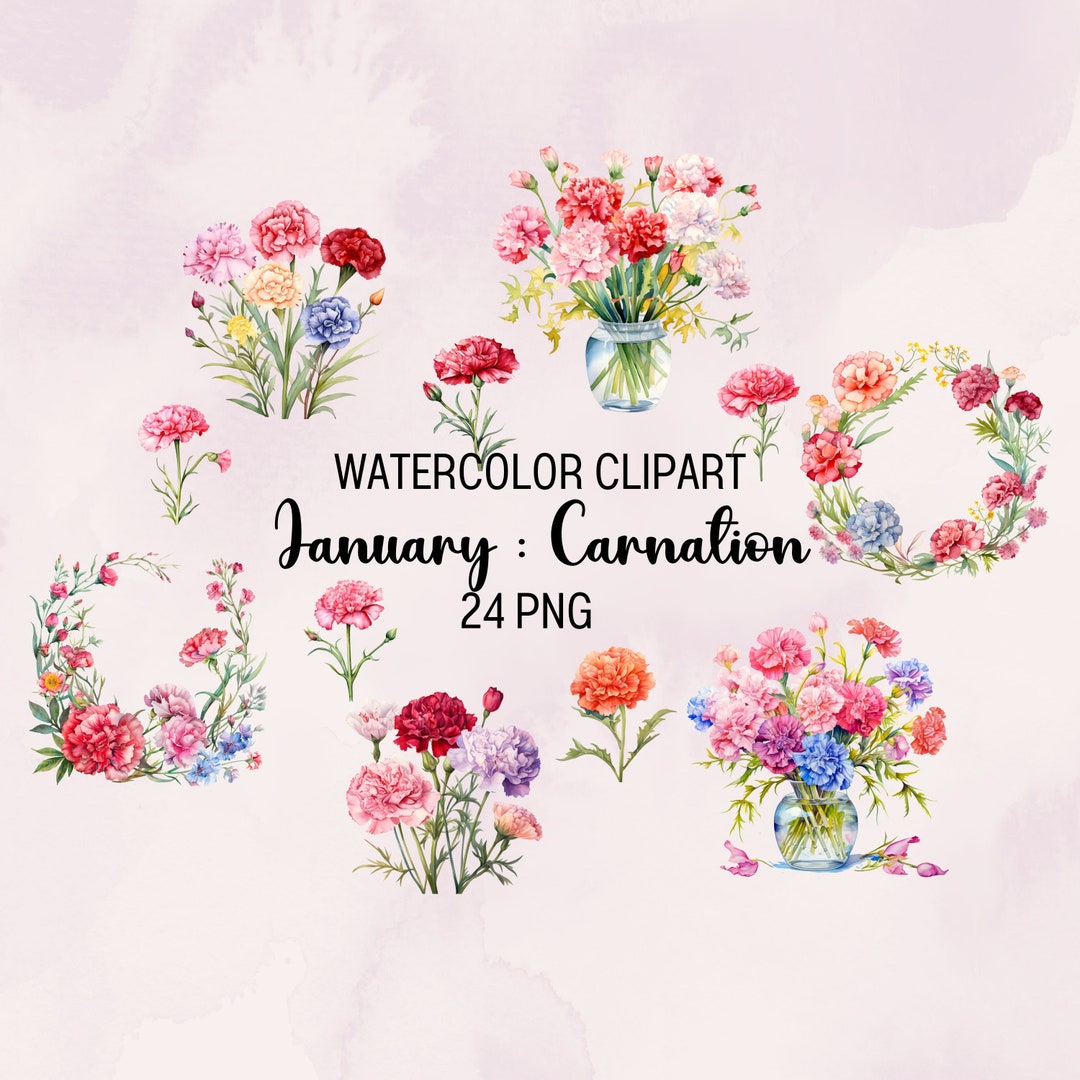 Carnation Watercolour Clip Art PNG, Carnation January Birth Month ...