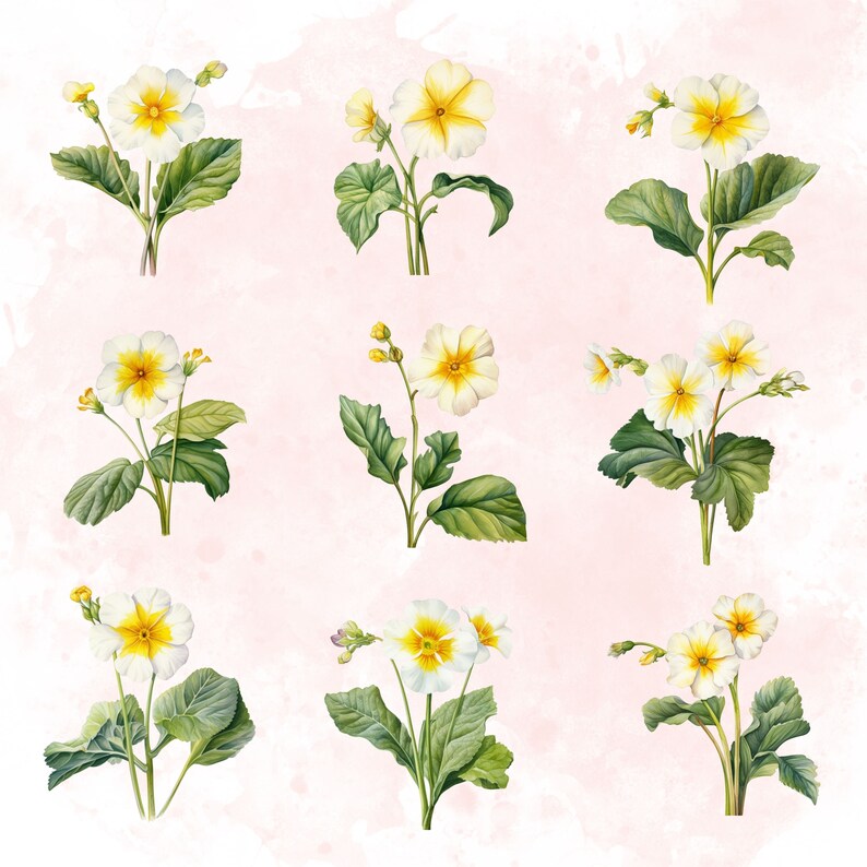 Watercolor Primrose Flower Clipart Set, Birth Flower February, Spring ...