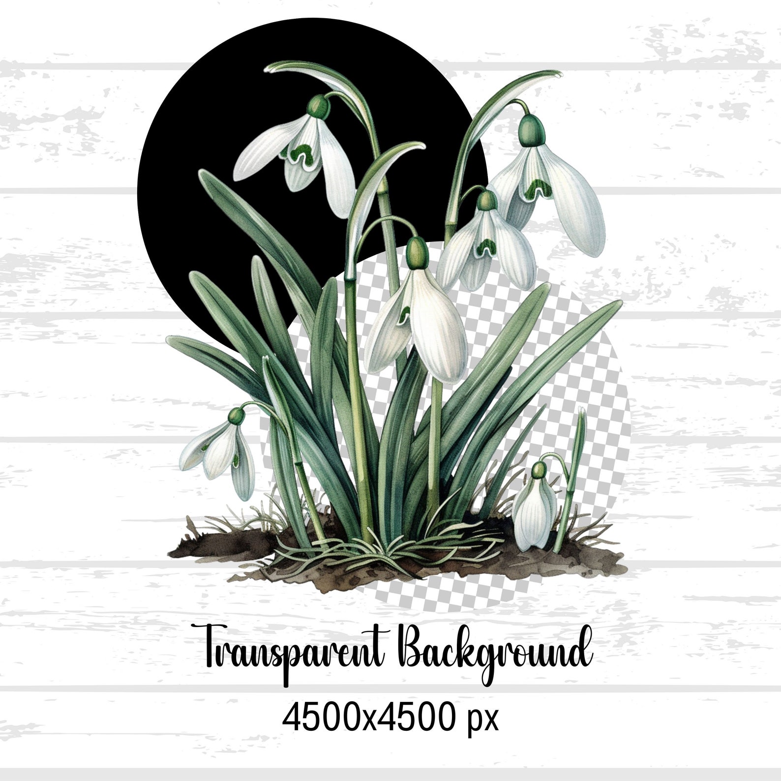 38 PNG Snowdrop Birthflower Clipart Bundle PNG, January Birth Flower ...