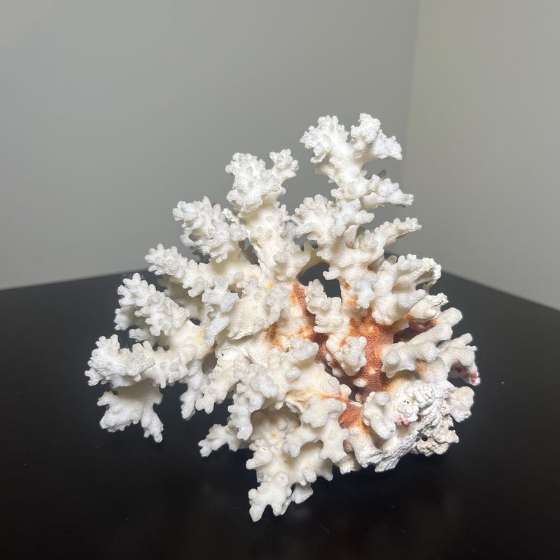 Large White Coral - Etsy