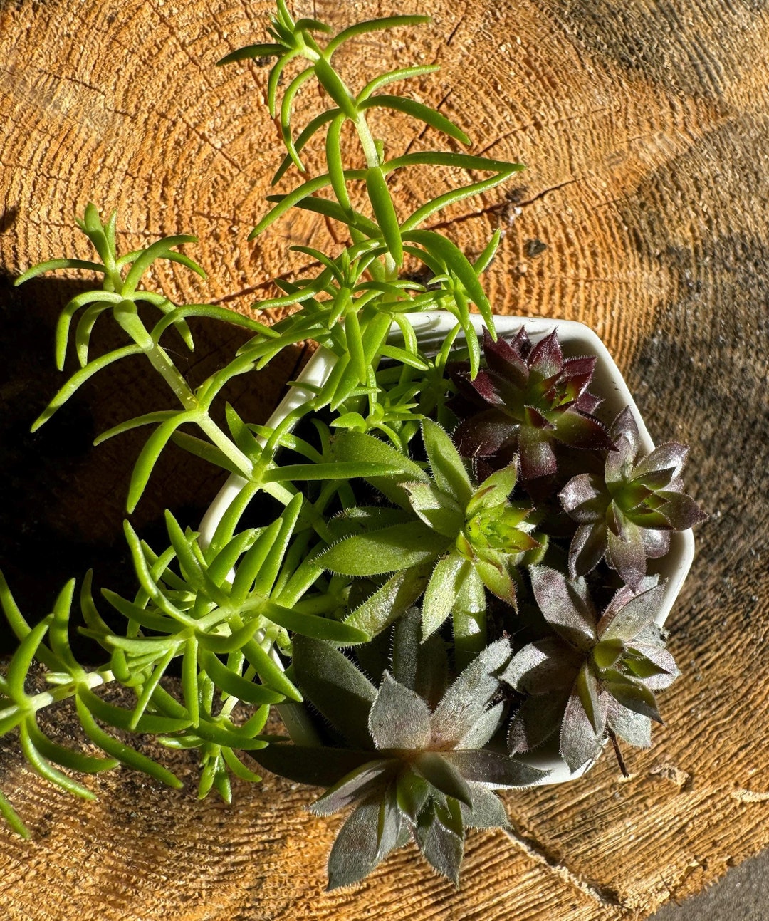 Sedum and Sempervivum Live Plant Arrangements Mini Gardens Hen and ...