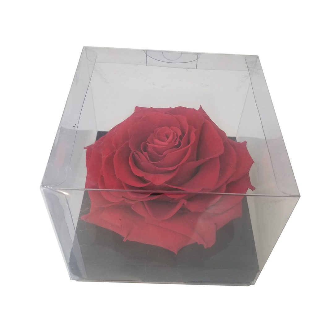 Ecuadorian GIANT 4 Preserved Rose Head, Forever Rose, Real Long-lasting ...