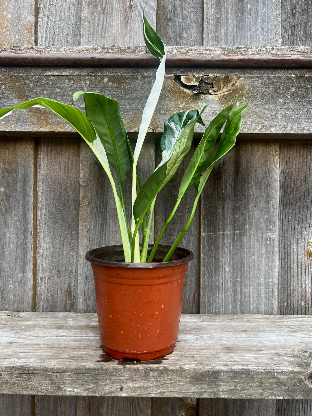 Large Organic Variegated Spathiphyllum Picasso Peace Lily Plant Chunky ...