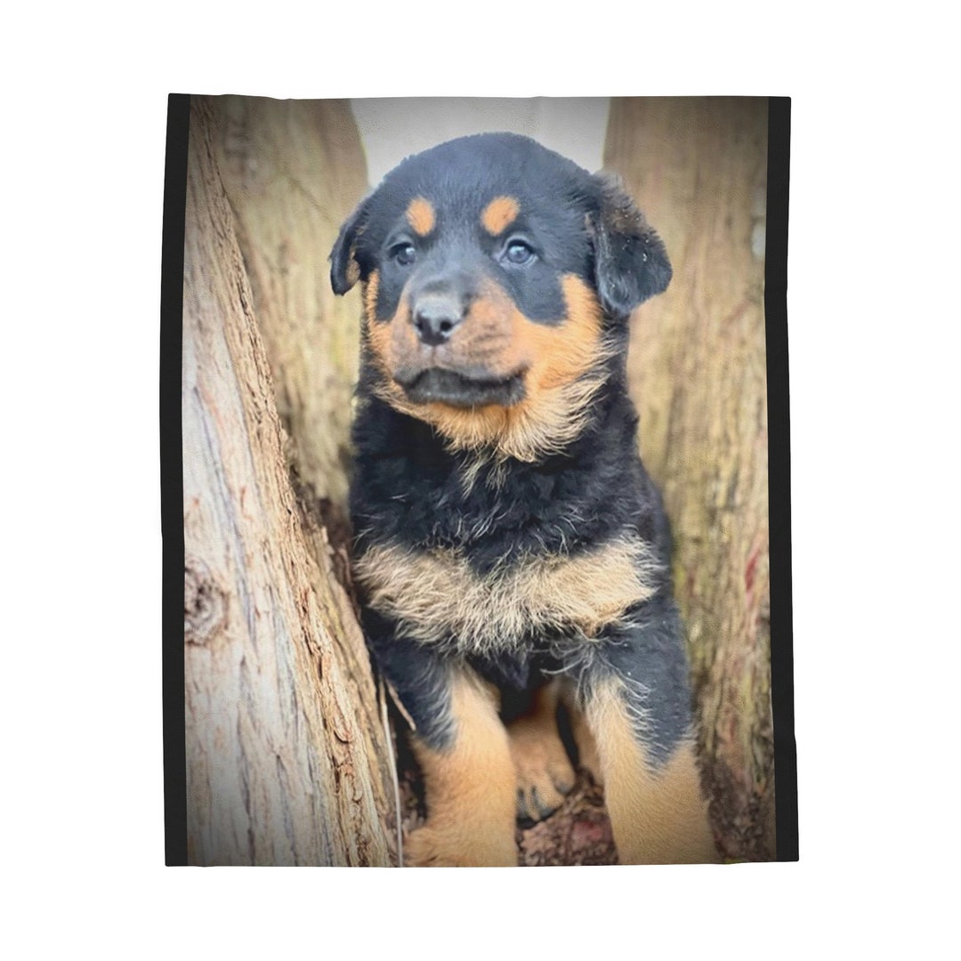 Rottweiler Pup - Velveteen Plush Blanket - Etsy