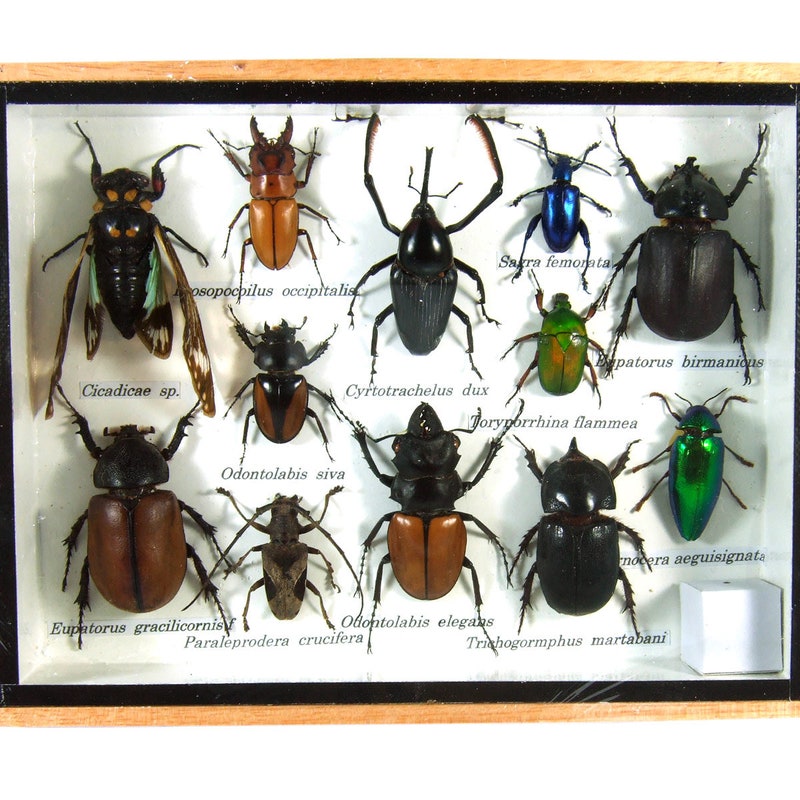 Framed Insects - Etsy
