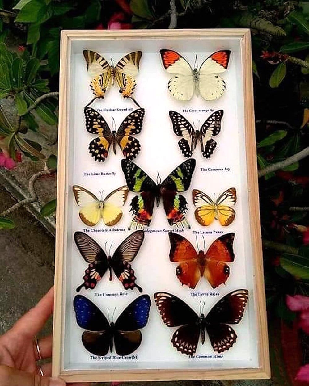 Mix 11 Butterfly Madaguscar Insect Bug Taxidermy Display Wood Box Case ...