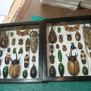 Mix Real Beetle Insect Bug Taxidermy Entomology Display Wood Box Case ...