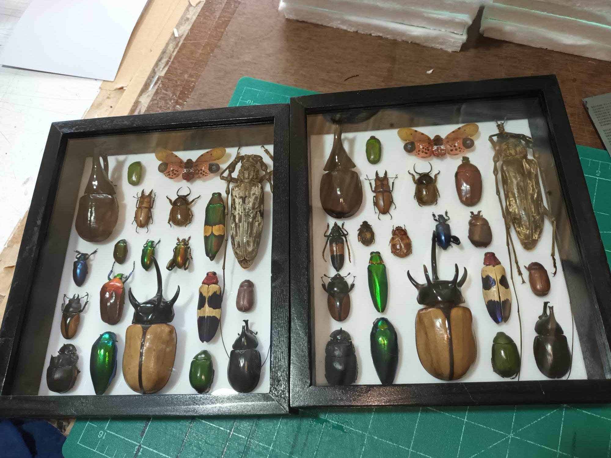 Mix Real Beetle Insect Bug Taxidermy Entomology Display Wood Box Case ...