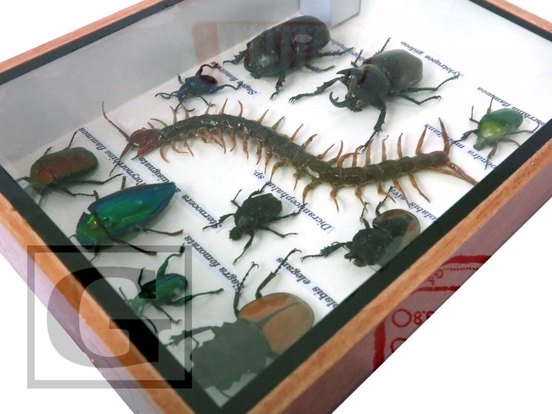 Mix Real Beetle Insect Bug Taxidermy Entomology Display Wood Box Case ...