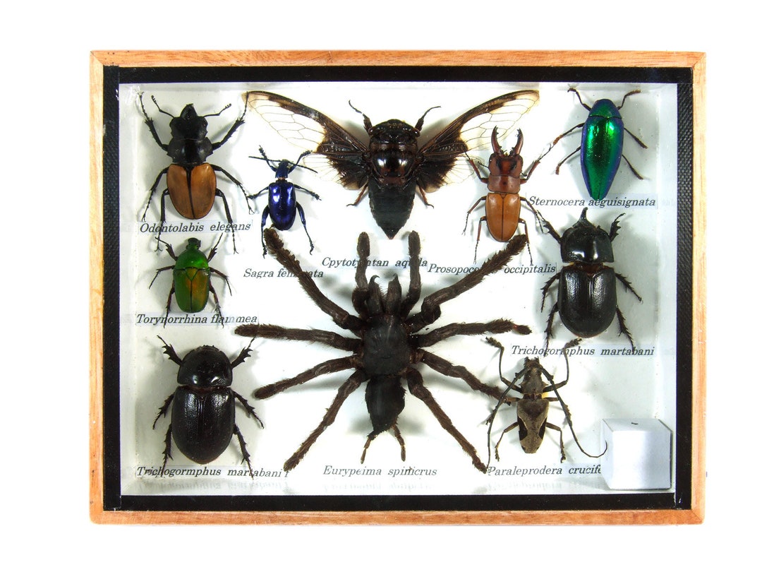 Mix Real Beetle Insect Bug Taxidermy Entomology Display Wood Box Case ...