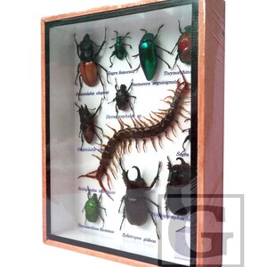 Mix Real Beetle Insect Bug Taxidermy Entomology Display Wood Box Case ...
