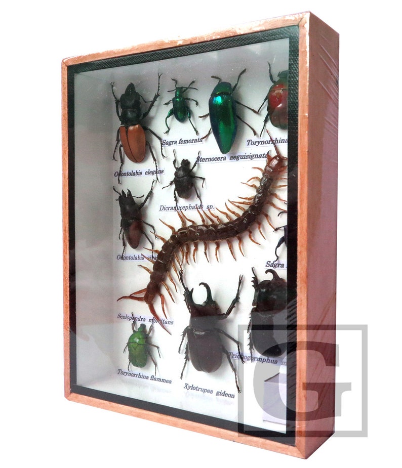 Mix Real Beetle Insect Bug Taxidermy Entomology Display Wood Box Case ...