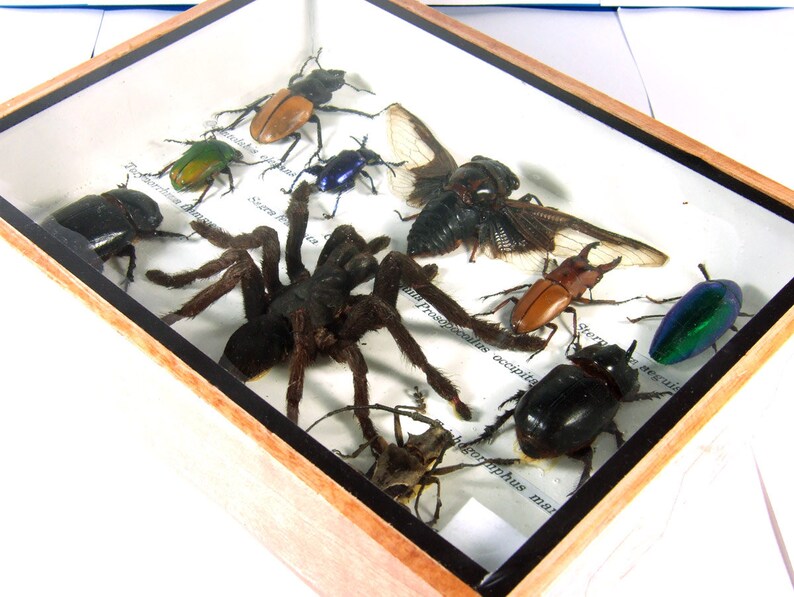 Mix Real Beetle Insect Bug Taxidermy Entomology Display Wood Box Case ...