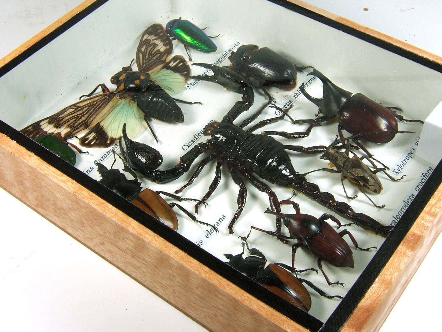 Mix Real Beetle Insect Bug Taxidermy Entomology Display Wood Box Case ...