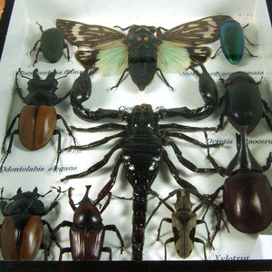 Mix Real Beetle Insect Bug Taxidermy Entomology Display Wood Box Case ...