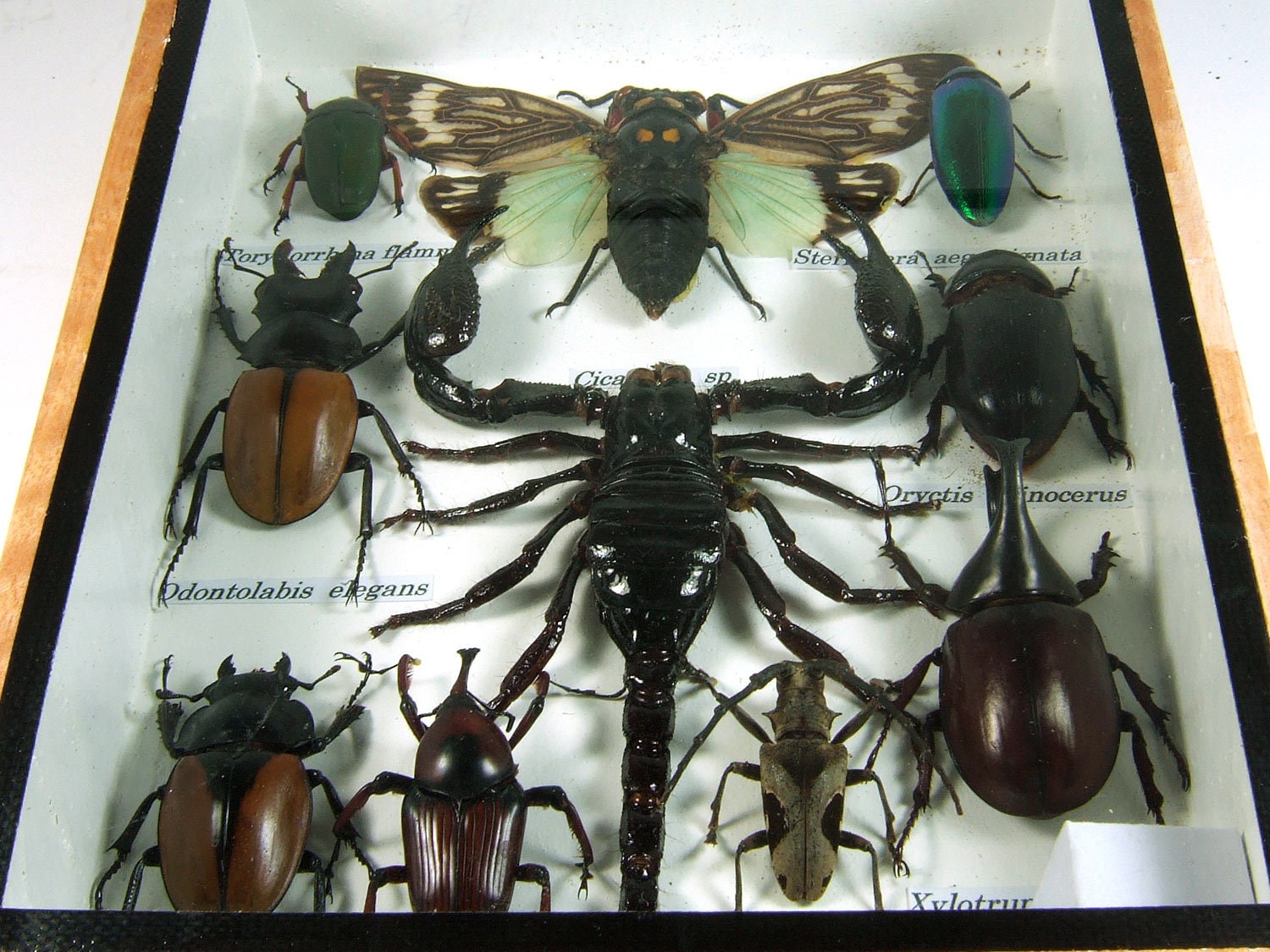 Mix Real Beetle Insect Bug Taxidermy Entomology Display Wood Box Case ...
