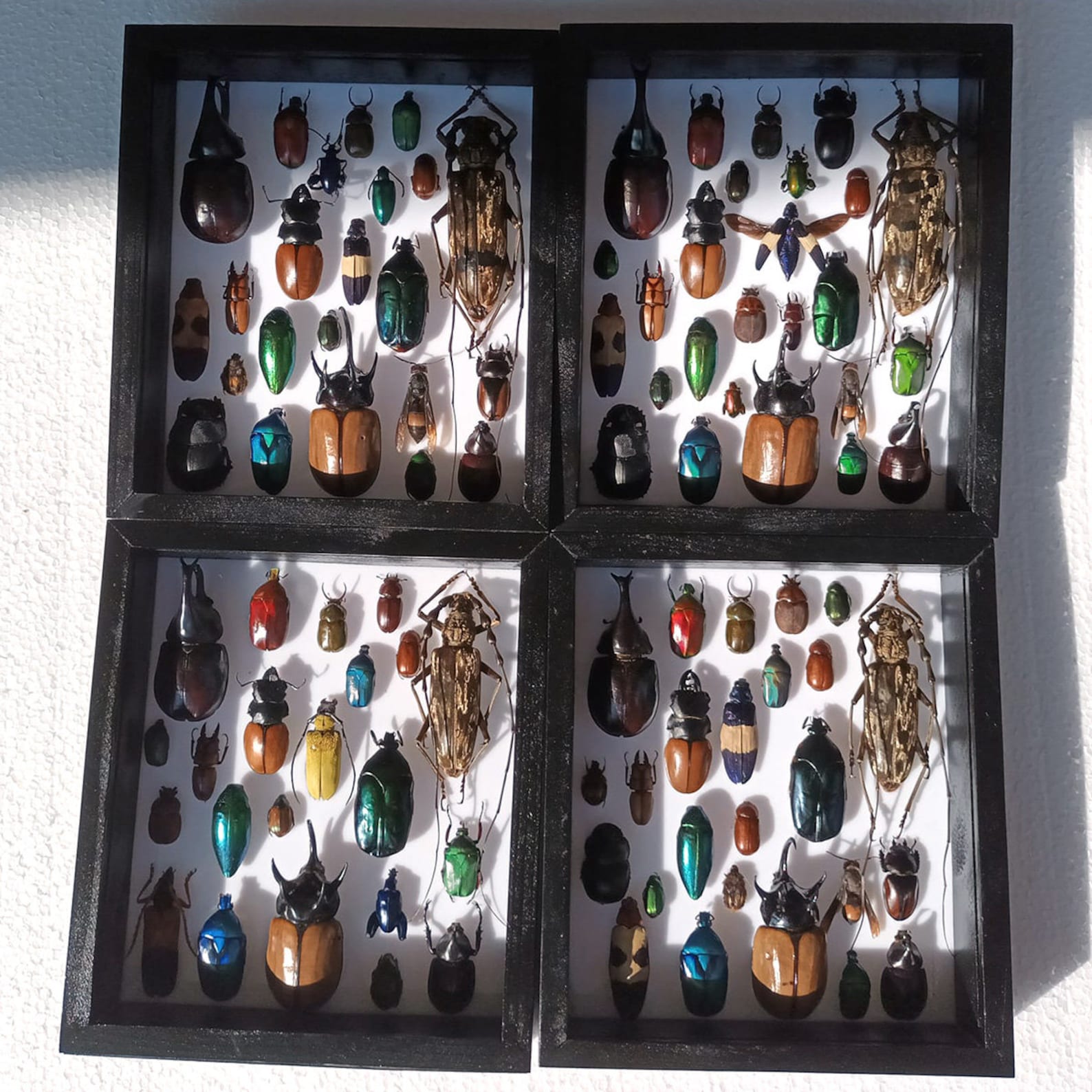 Mix Real Beetle Insect Bug Taxidermy Entomology Display Wood Box Case ...