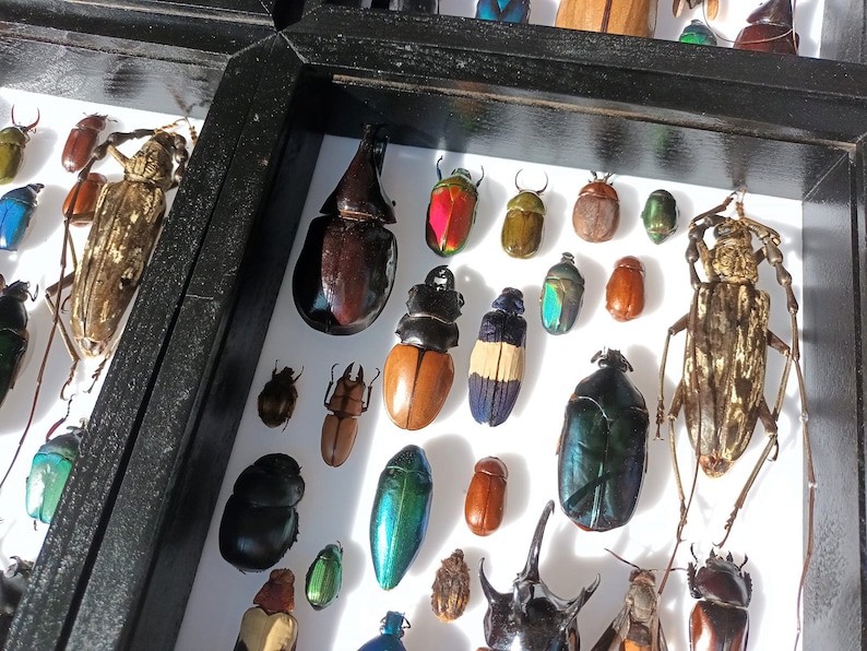 Mix Real Beetle Insect Bug Taxidermy Entomology Display Wood Box Case ...