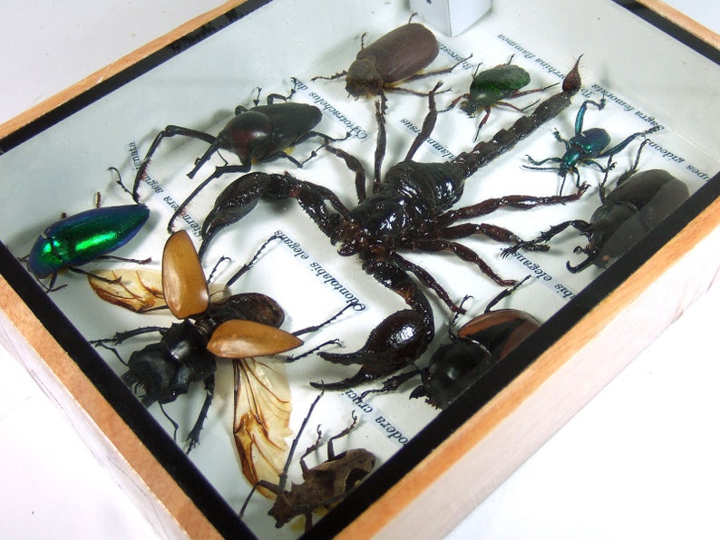 Mix Real Beetle Insect Bug Taxidermy Entomology Display Wood Box Case ...