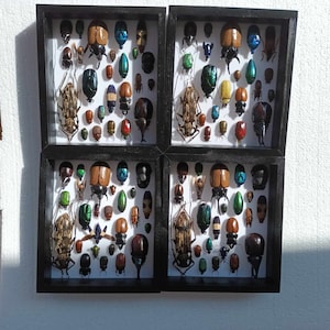 Mix Real Beetle Insect Bug Taxidermy Entomology Display Wood Box Case ...