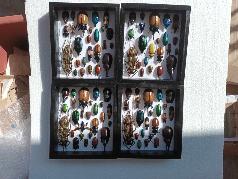 Mix Real Beetle Insect Bug Taxidermy Entomology Display Wood Box Case ...