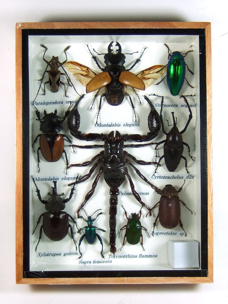 Mix Real Beetle Insect Bug Taxidermy Entomology Display Wood Box Case ...