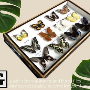 Mix Vintage 12 Real Butterfly Insect Bug Taxidermy Display Shadow Wood ...