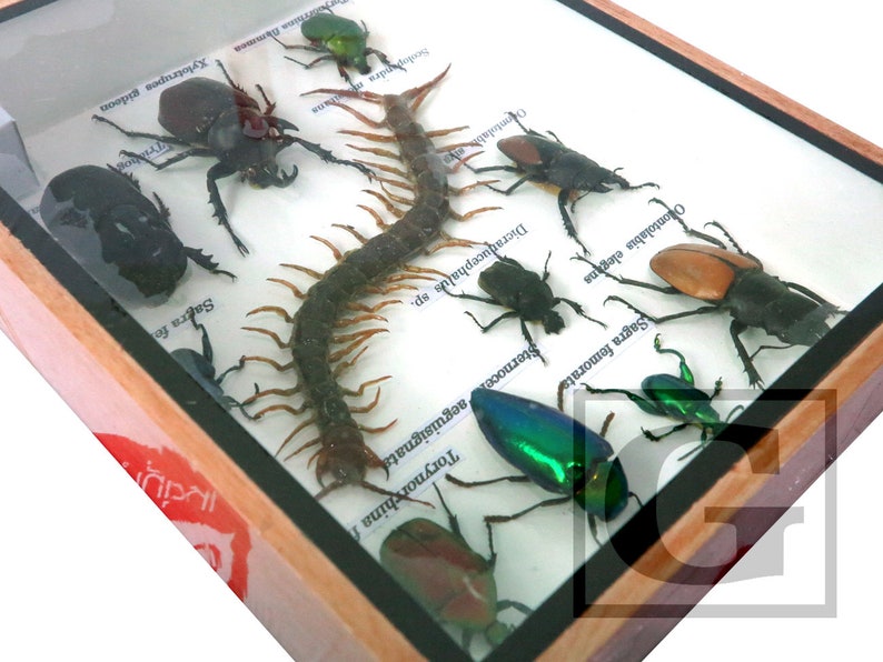 Mix Real Beetle Insect Bug Taxidermy Entomology Display Wood Box Case ...