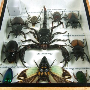 Mix Real Beetle Insect Bug Taxidermy Entomology Display Wood Box Case ...