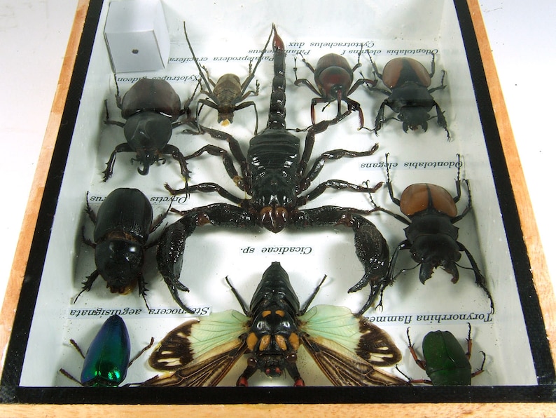 Mix Real Beetle Insect Bug Taxidermy Entomology Display Wood Box Case ...