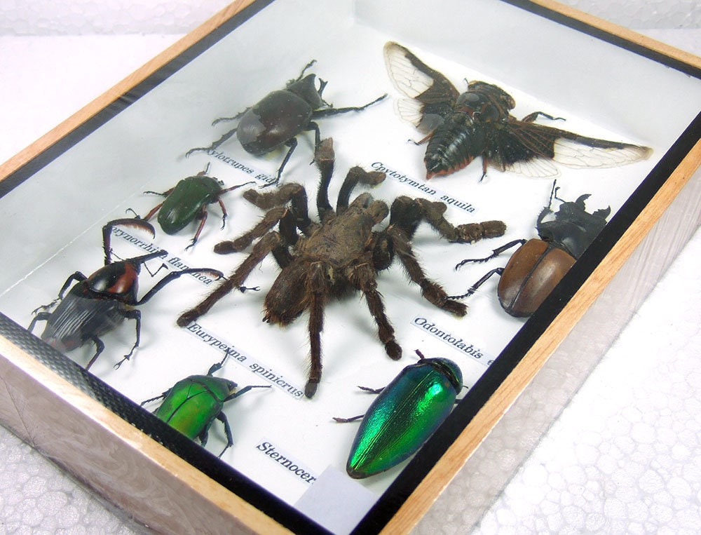 Educational Insect Display REAL MIXS Insect Taxidermy Set In Wooden ...
