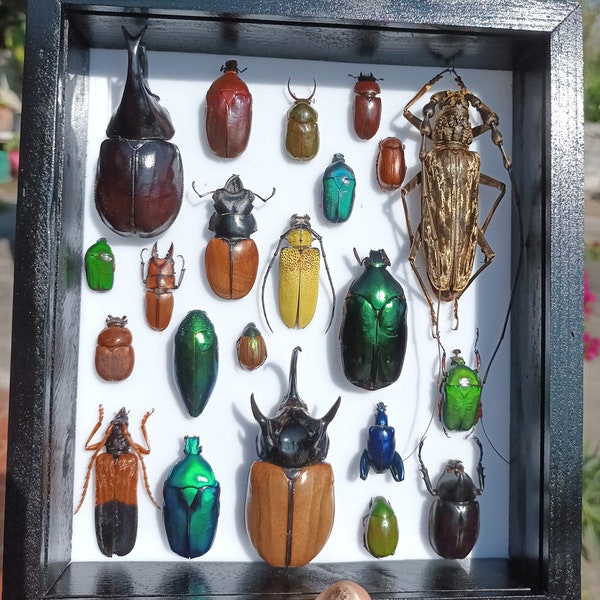Beetle Collection - Etsy