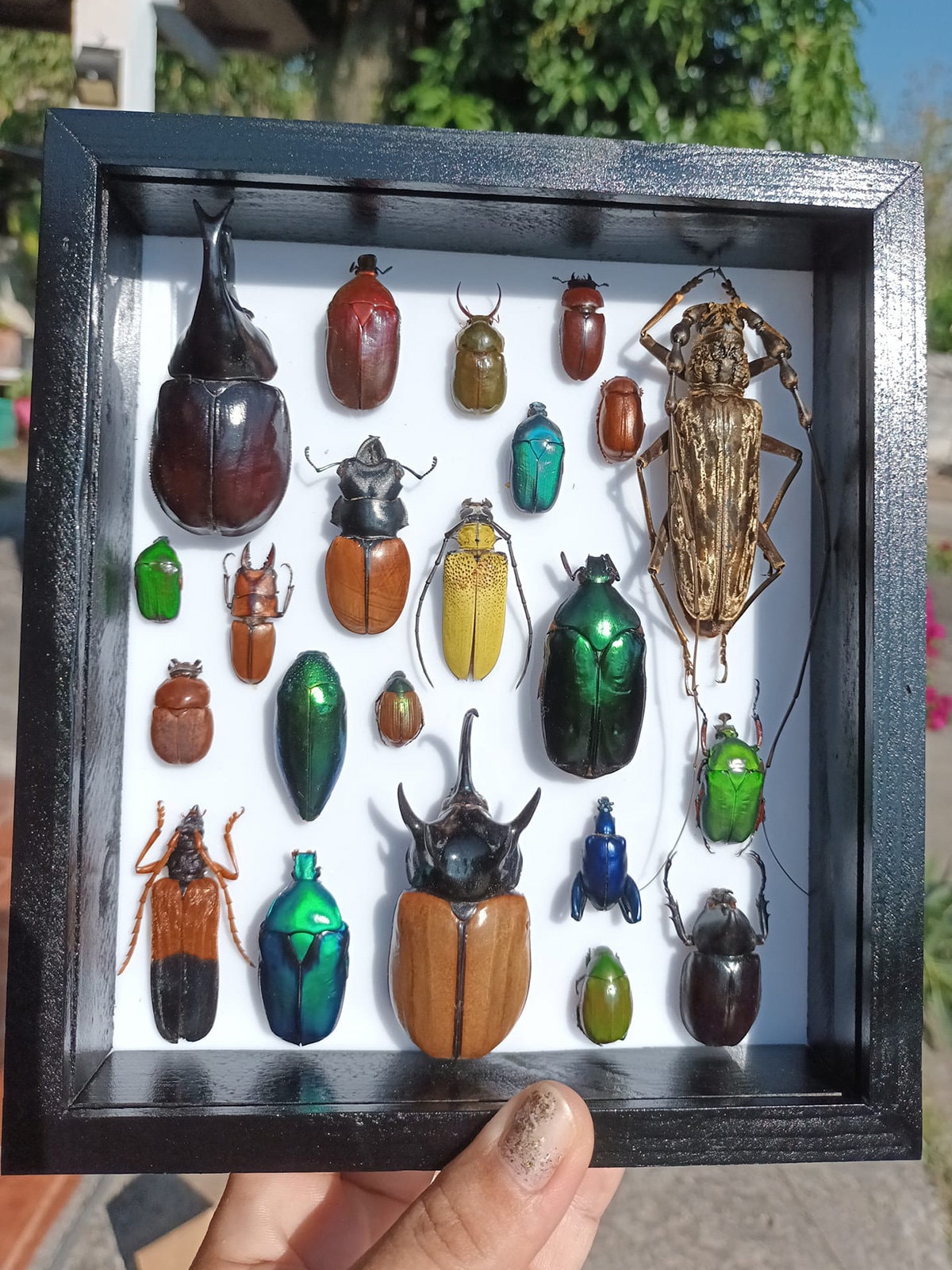Mix Real Beetle Insect Bug Taxidermy Entomology Display Wood Box Case ...