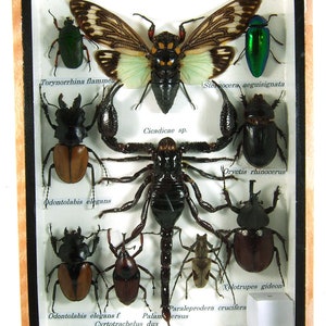 Mix Real Beetle Insect Bug Taxidermy Entomology Display Wood Box Case ...