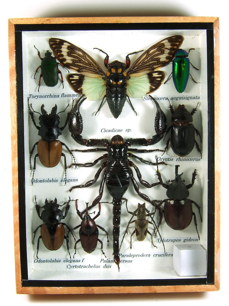 Mix Real Beetle Insect Bug Taxidermy Entomology Display Wood Box Case ...