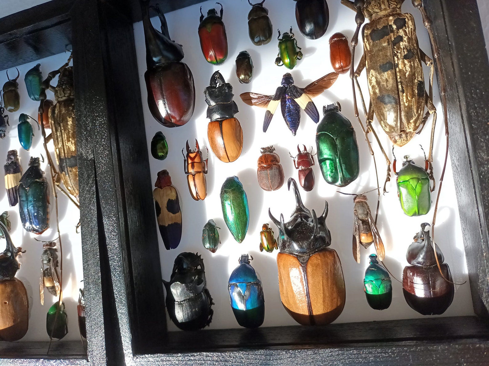Mix Real Beetle Insect Bug Taxidermy Entomology Display Wood Box Case ...