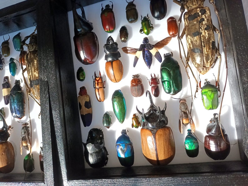 Mix Real Beetle Insect Bug Taxidermy Entomology Display Wood Box Case ...