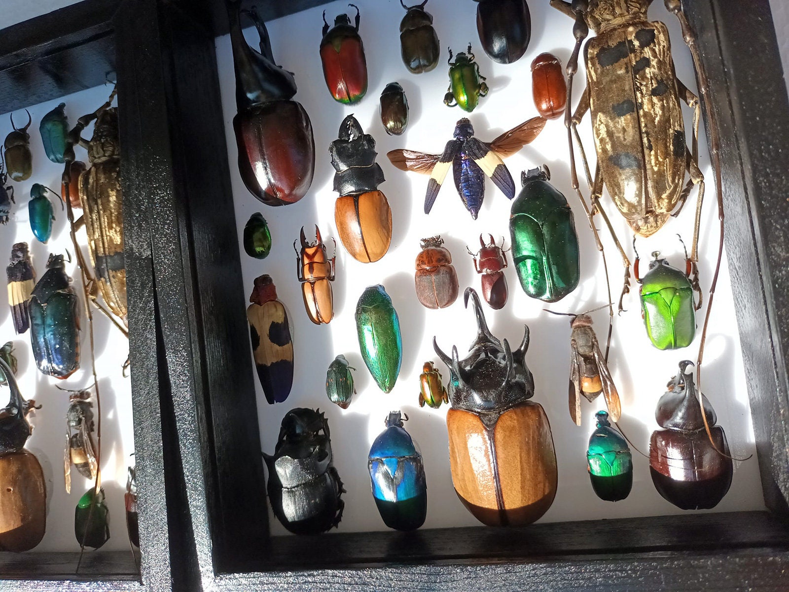 Mix Real Beetle Insect Bug Taxidermy Entomology Display Wood Box Case ...